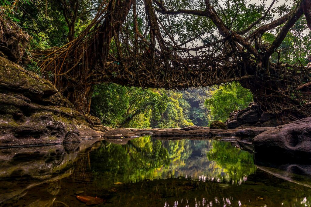 Sacred Groves of India: Where Forest Meets Faith